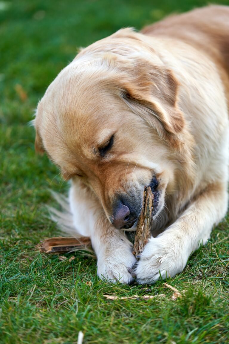 The Canines Chronicle